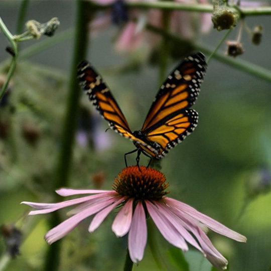 CANDU MONARK: The Future is Bright – AtkinsRéalis